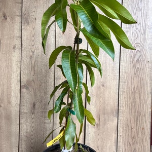 Sugar Loaf Mango Tree. Grafted in 3 Gallons Pot, No Ship to HI - Etsy