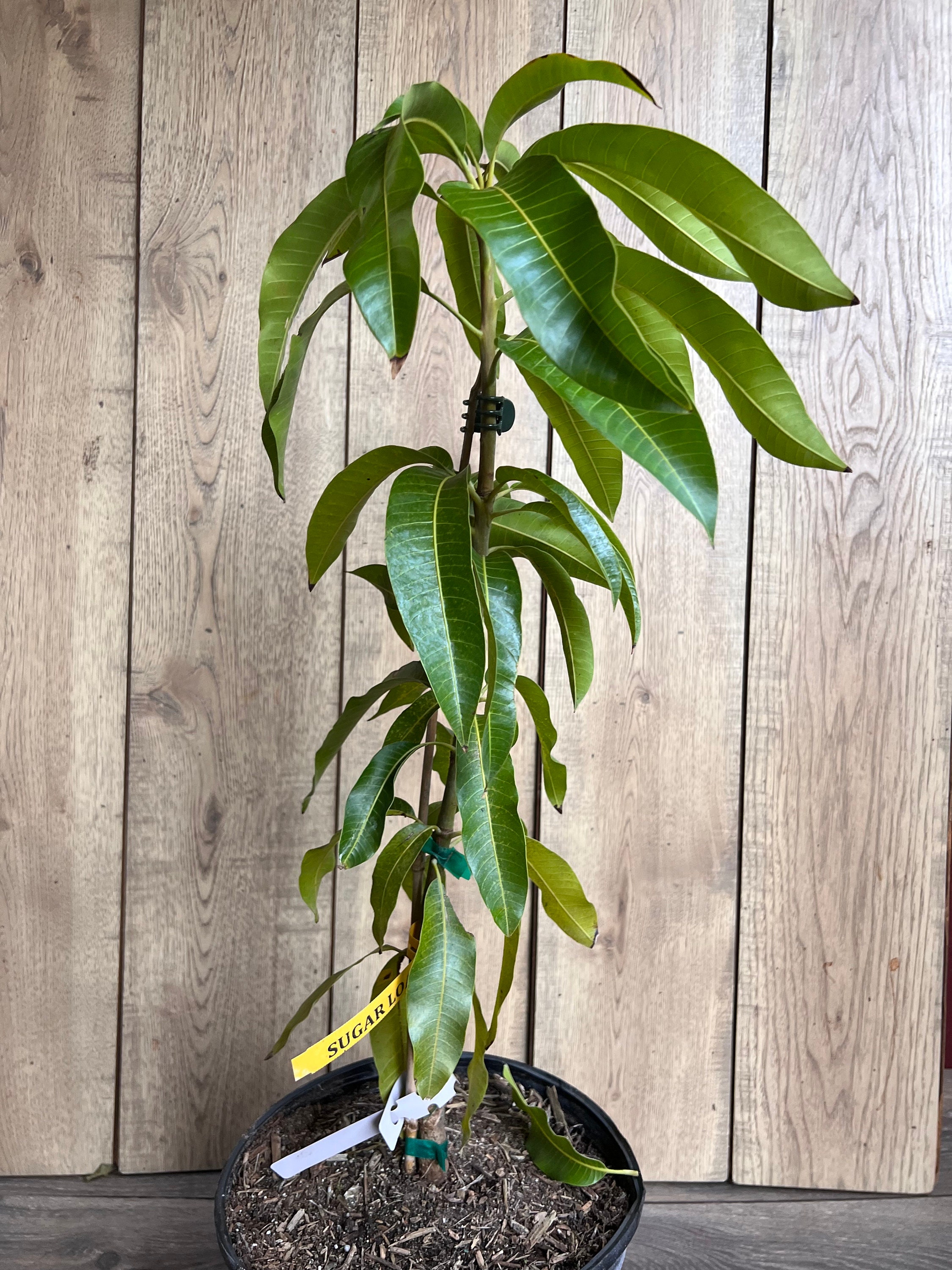 Sugar Loaf Mango Tree. Grafted in 3 Gallons Pot, No Ship to HI - Etsy