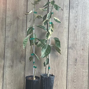 Variegated Minneola Tangelo, Honeybell in Half Gallon Pot, Florida ...