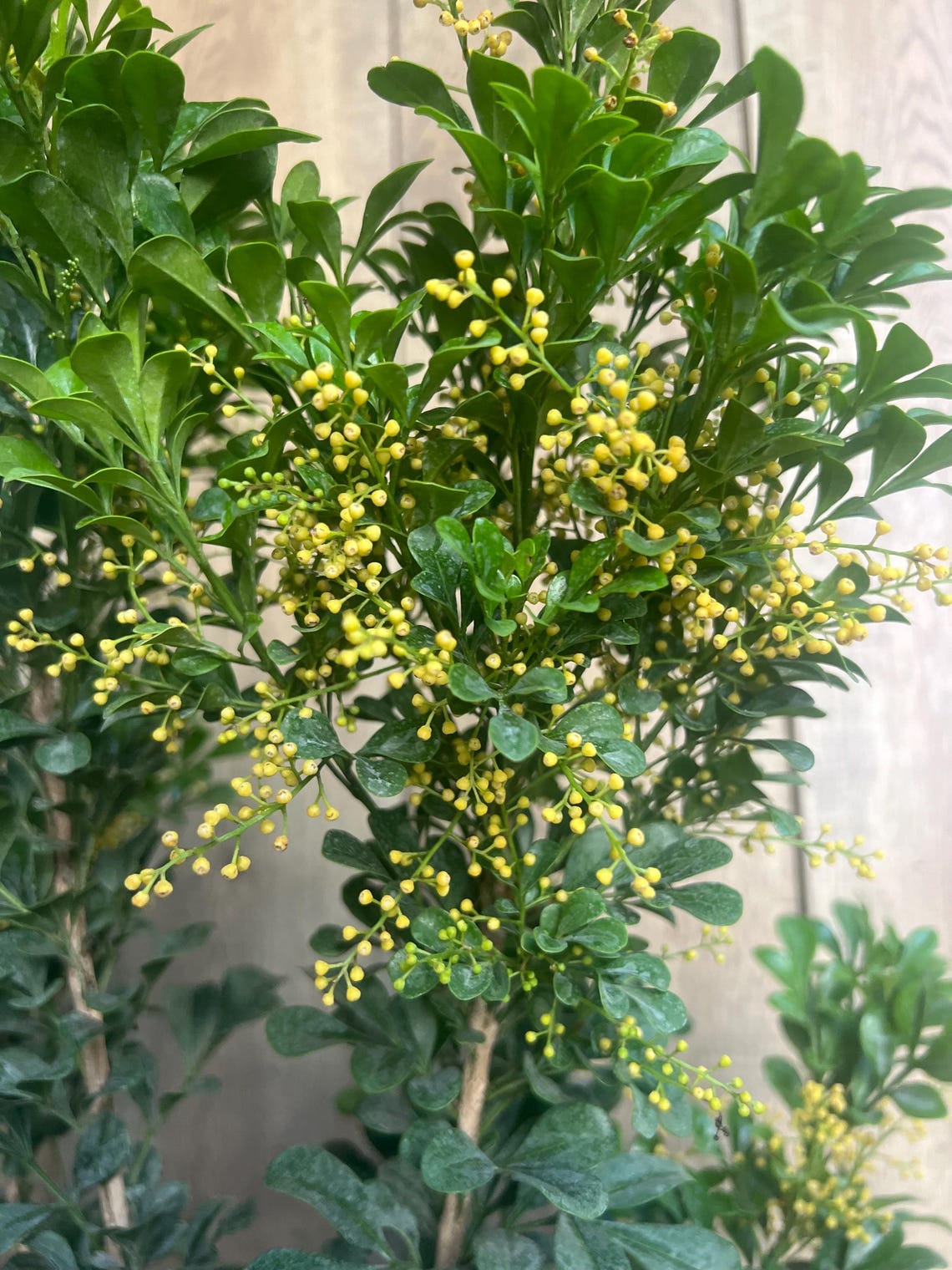 Chinese Perfume Tree, Chinese Rice Flower, in 10" Pot - Etsy