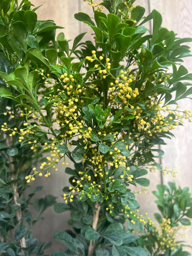 Chinese Perfume Tree, Chinese Rice Flower, in 10" Pot - Etsy