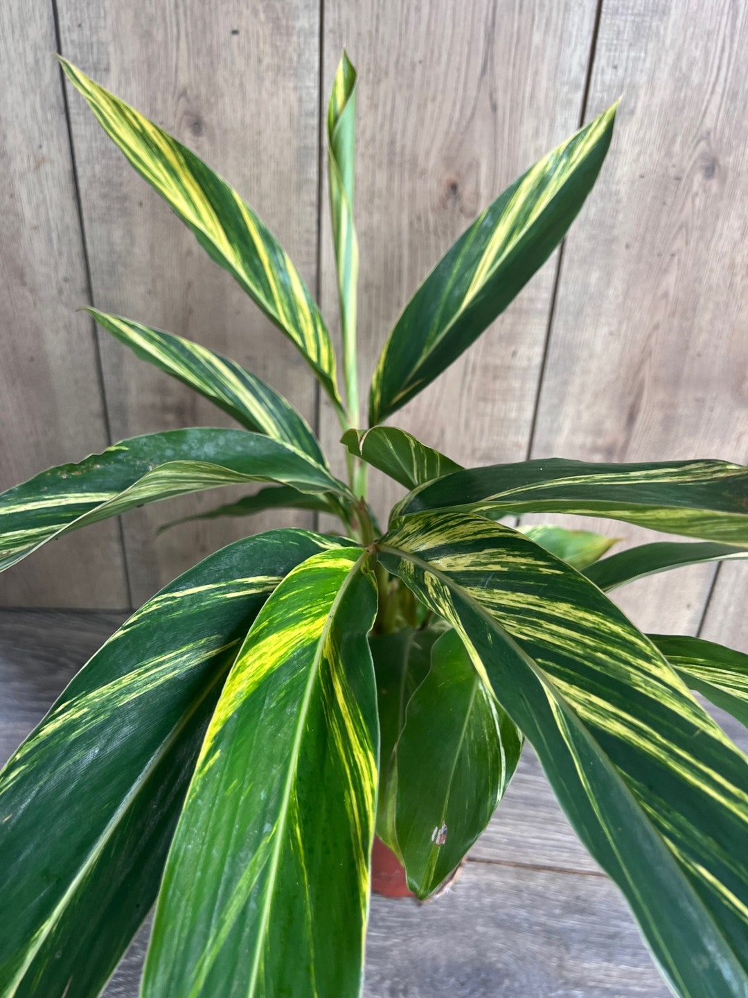 Variegated Shell Ginger alpinia Zerumbet variegata in 6 Pot - Etsy