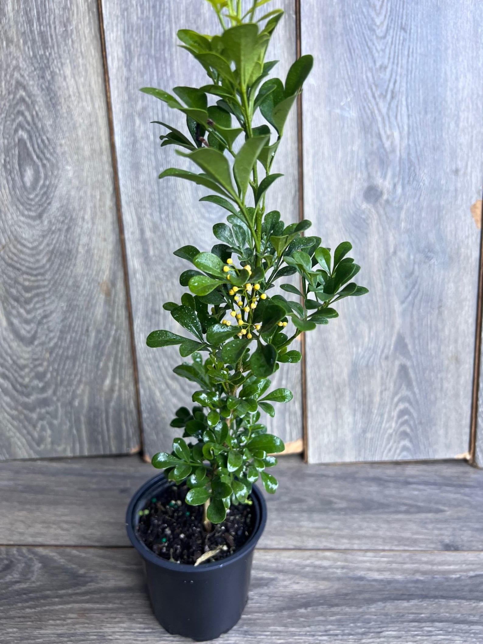 Chinese Perfume Tree, Chinese Rice Flower, in 4 Pot Aglaia Odorata - Etsy