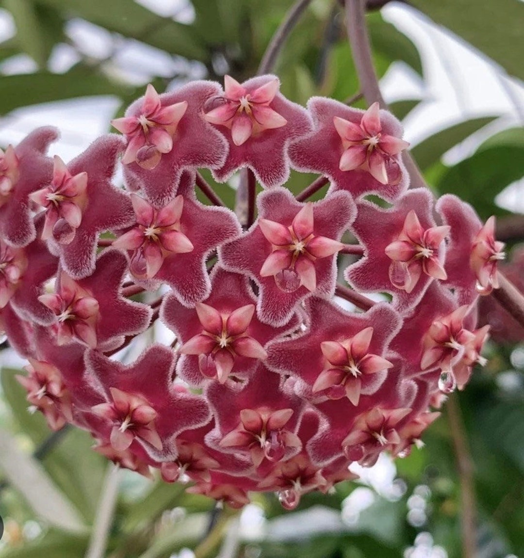 Hoya Pubicalyx Splash in 6"pot With Hoop - Etsy