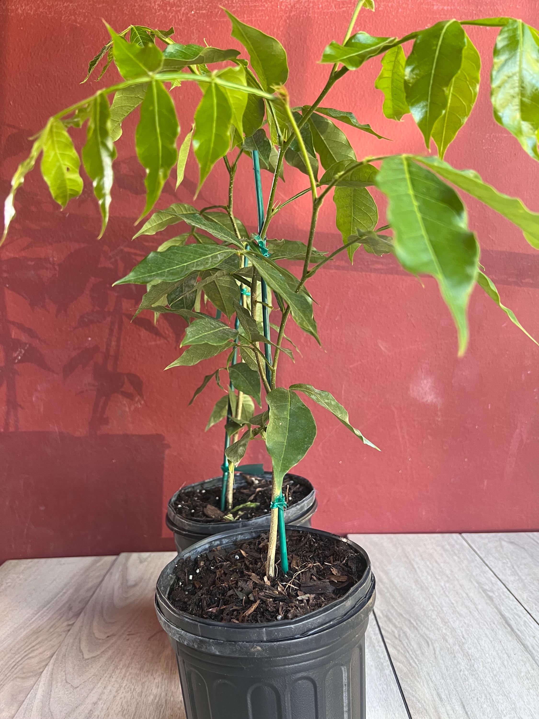 Ice Cream Bean in 6" Pot, Inga Edulis, Exotic Fruit - Etsy