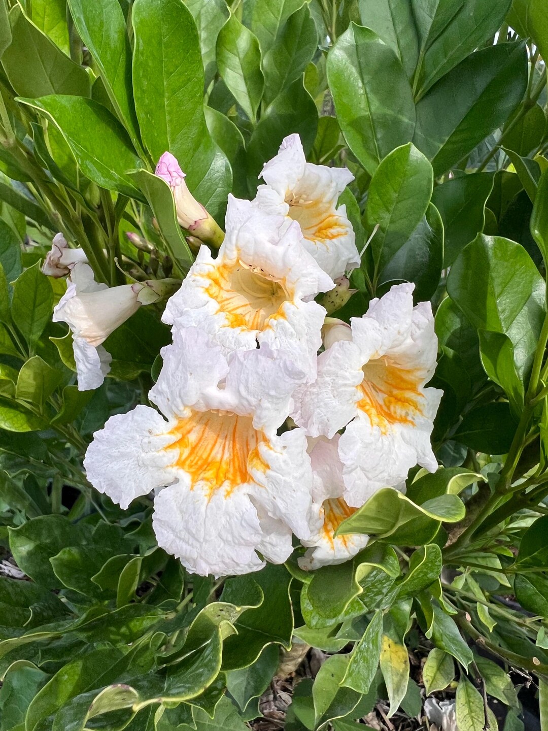 Radermachera Kunming, Dwarf Tree Jasmine in 6" Pot, Fragrant Flower ...