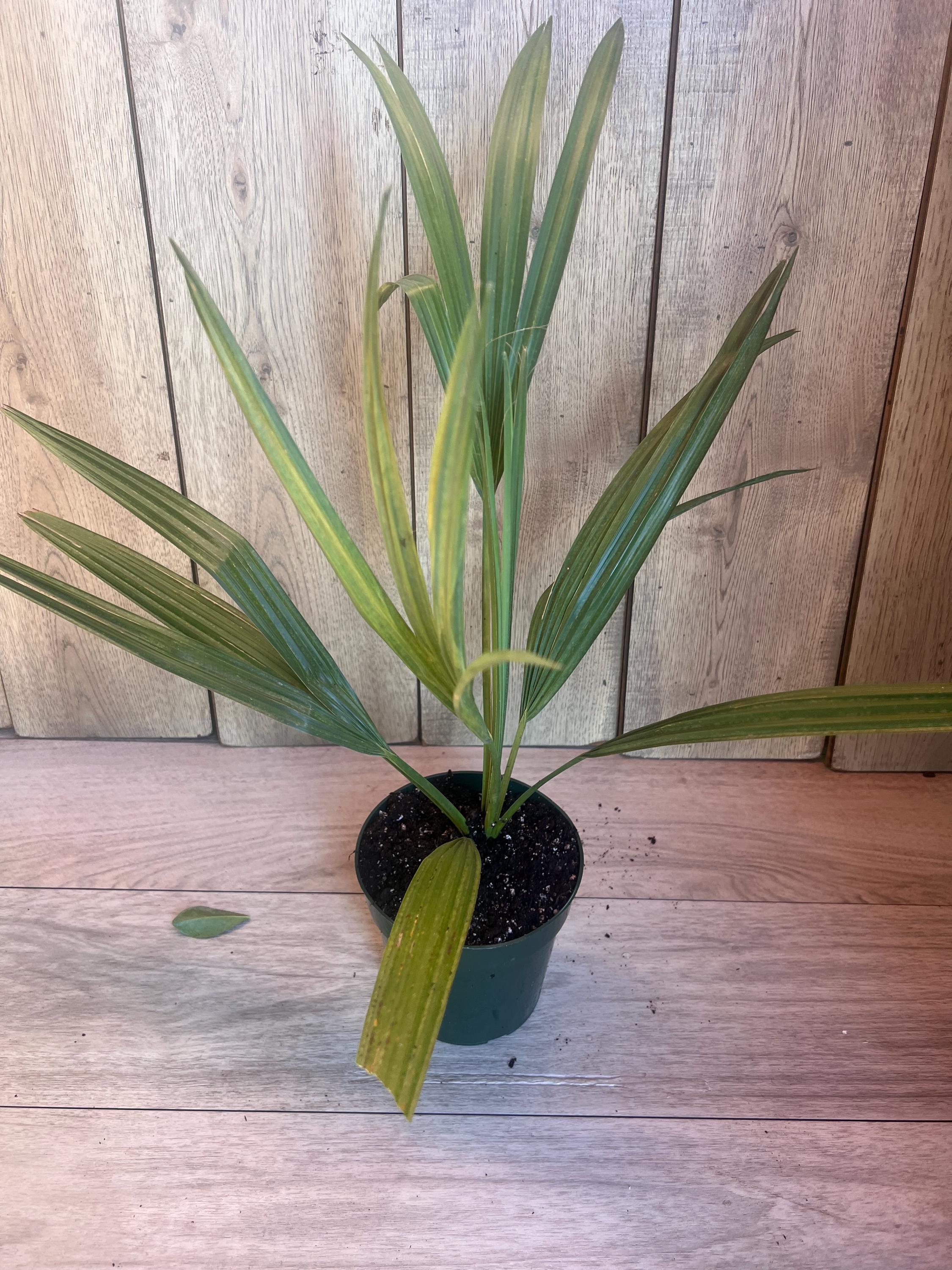 Sabal Causiarum Palm in 6" Pot. Rare Puerto Rican Fan Palm, Hardy ...