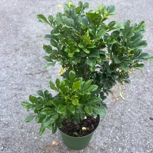 Chinese Perfume Tree, Chinese Rice Flower, in 4" or 6" Pot Aglaia ...