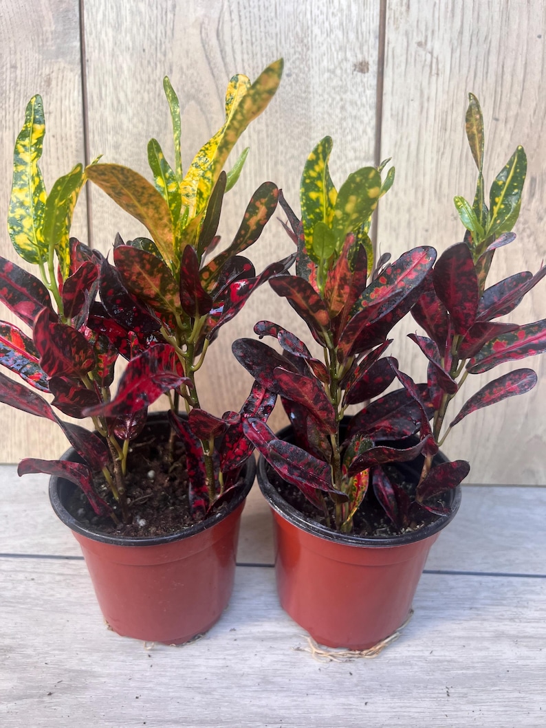 Croton Batik in 4" Pot, House Plant, Indoor, Outdoor - Etsy