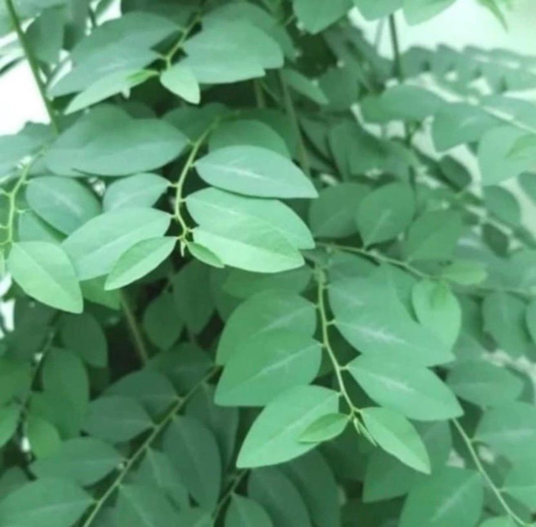 Katuk Plant in 4" Sweet Leaf Sauropus Androgynus, Live Plant” - Etsy