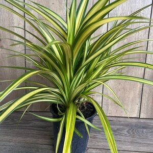 Large Pandanus Baptistii Aureus - Variegated Dwarf Pandanus in 1 Gallon ...