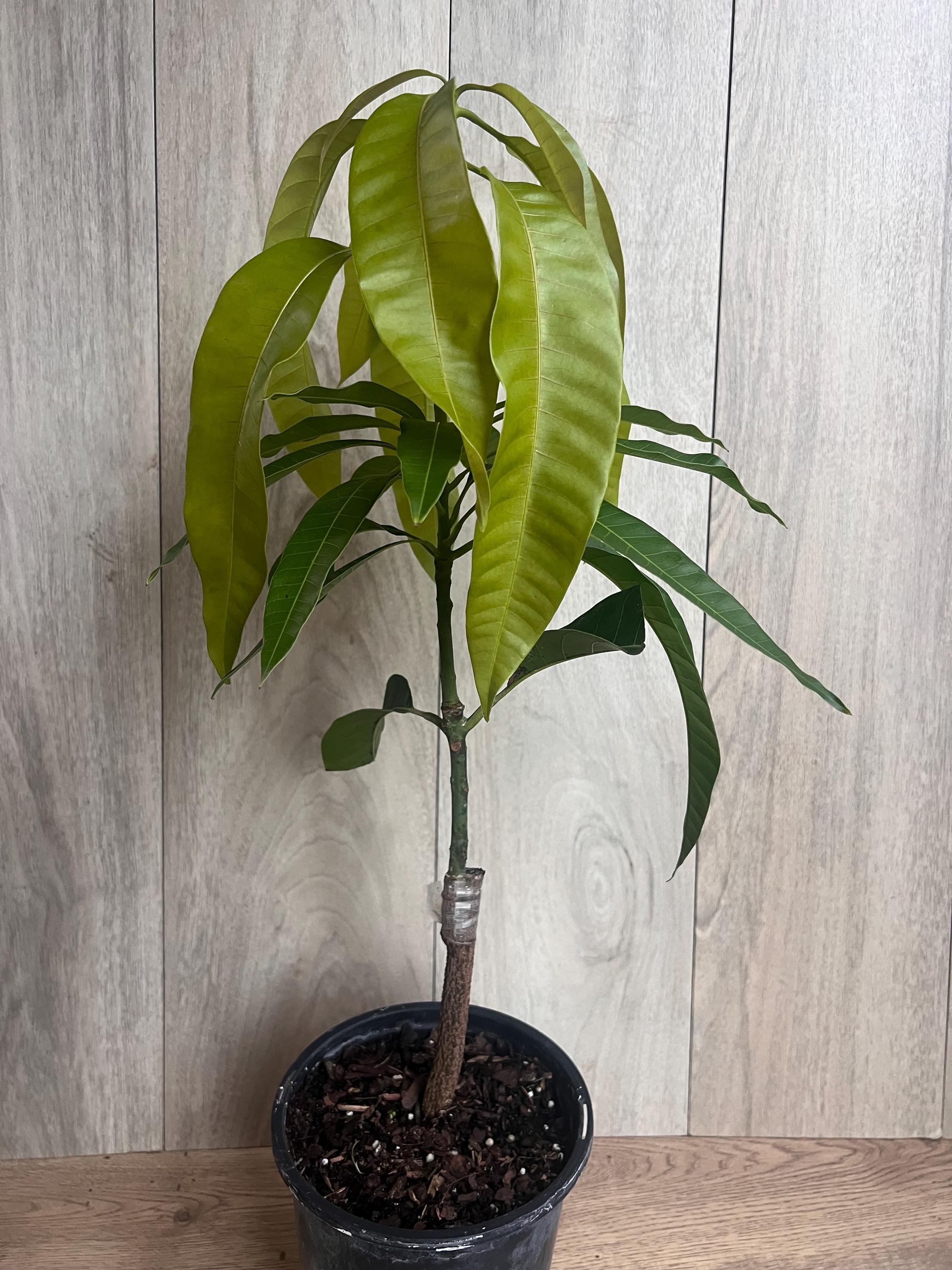 Grafted Keitt Mango Tree, Dwarf Variety (1/2 Gallon Pot) - Etsy