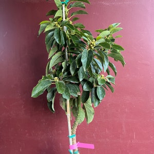 Donnie Avocado Tree , Grafted in 3 Gallons Pot, No Ship to CA and HI - Etsy
