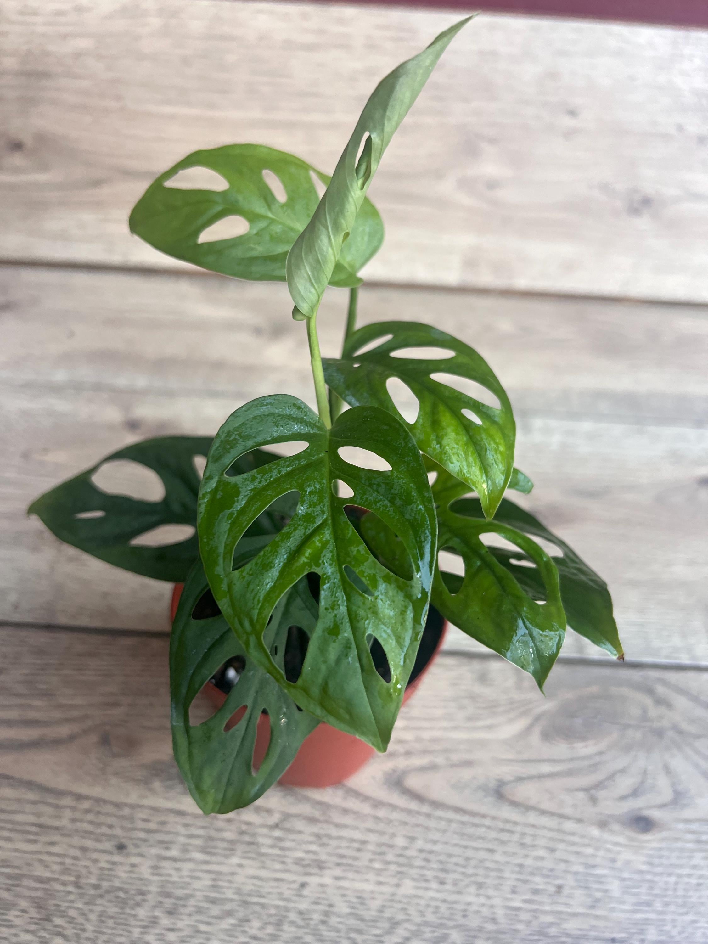 Monstera Esqueleto, Epipremnoides in 4" Pot - Etsy