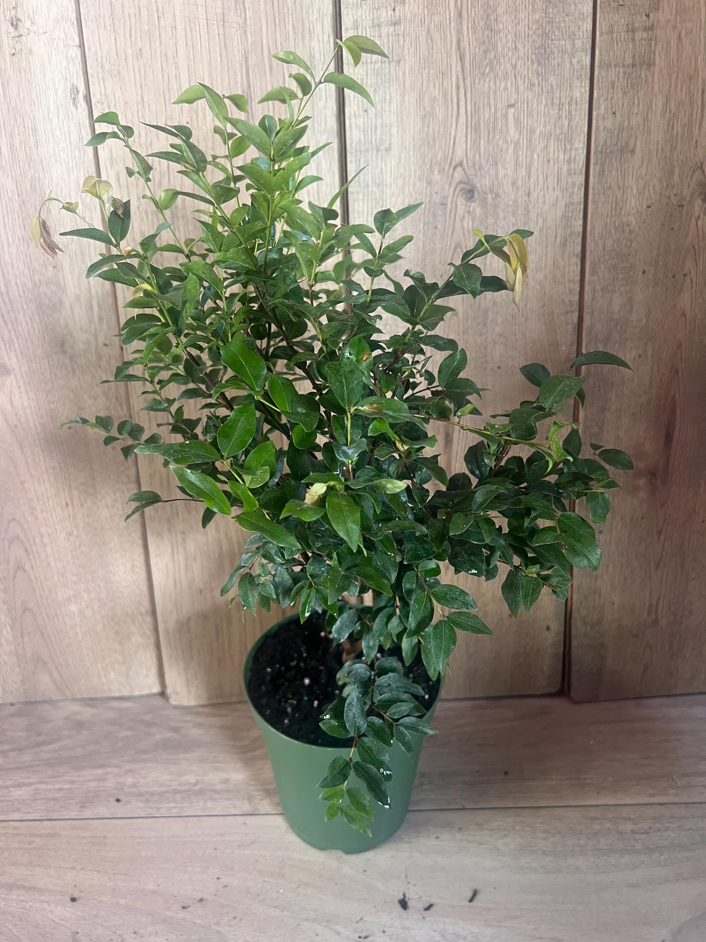 Myrciaria Cauliflora Precoce, Dwarf Red Jaboticaba Fruit Tree in 6" Pot ...