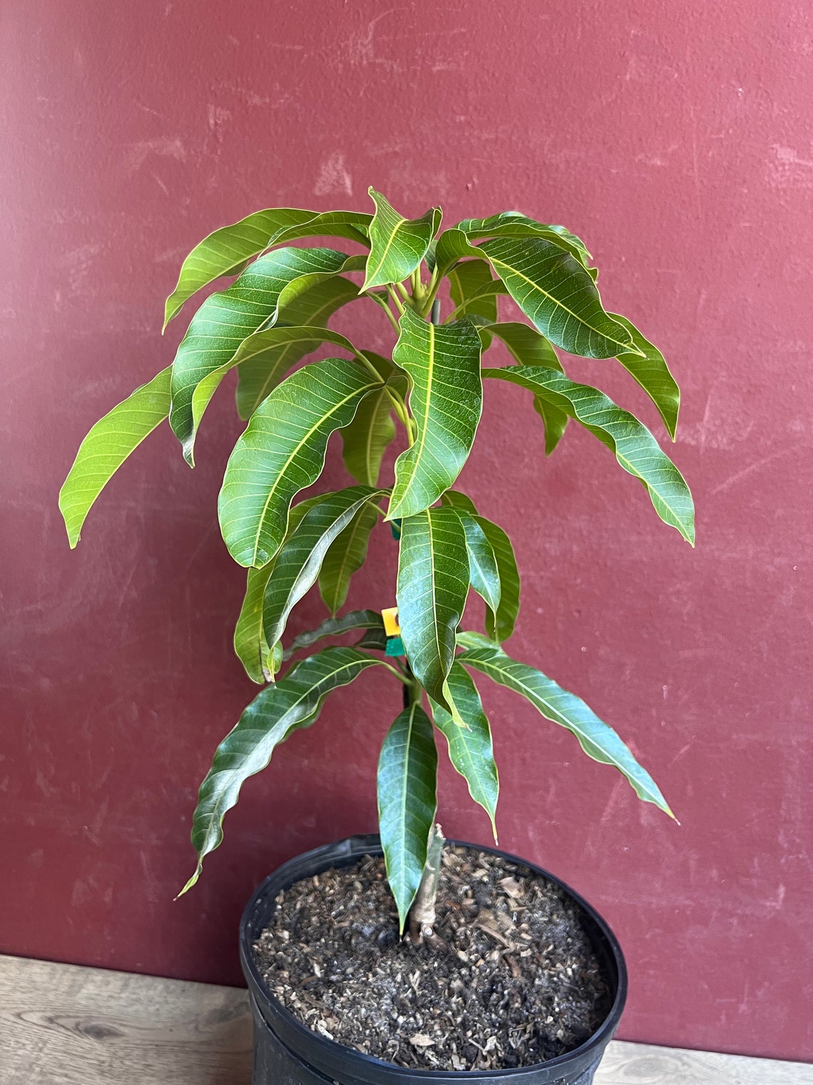 Kesar Mango Tree, Grafted in 3 Gallons Pot, No Ship to CA and HI - Etsy