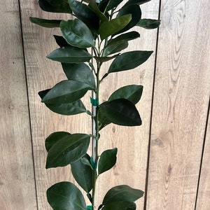 Grafted Shiranui Dekopon Mandarin Orange Tree in Half Gallon Pot ...