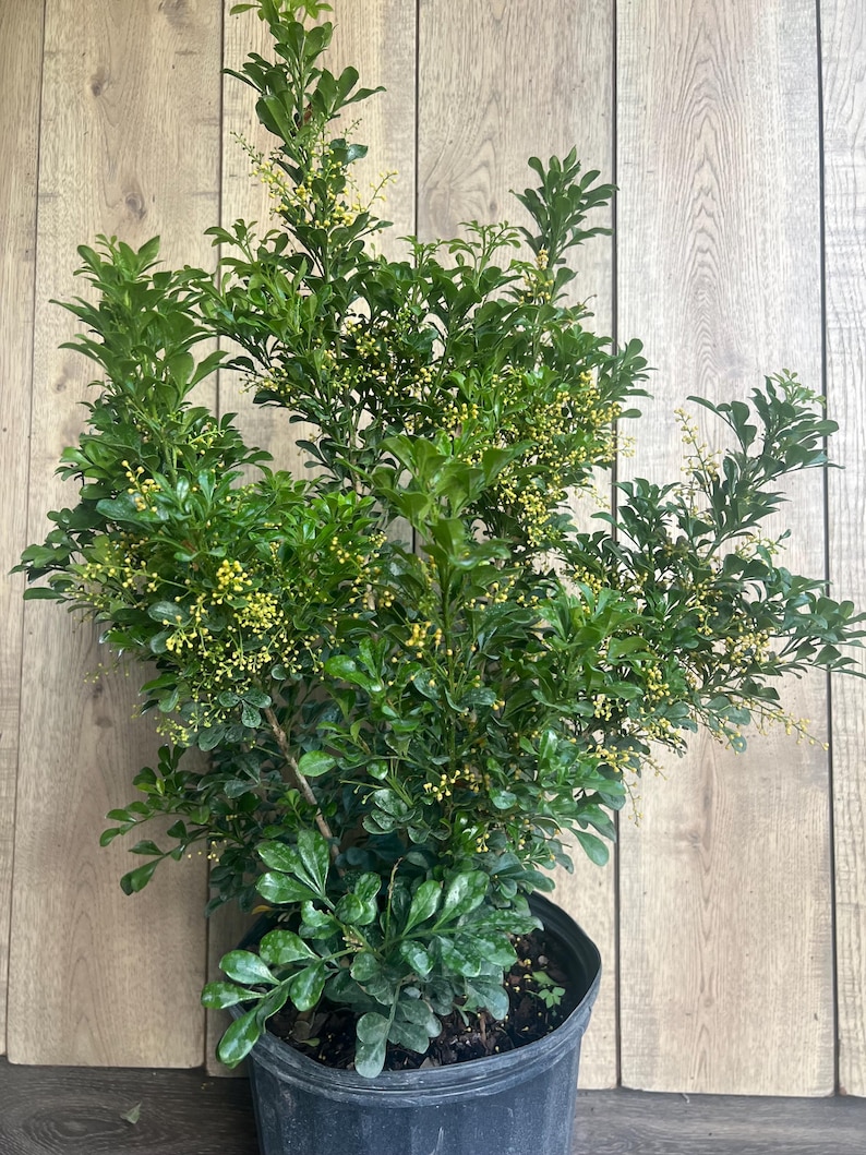 Chinese Perfume Tree, Chinese Rice Flower, in 10" Pot - Etsy