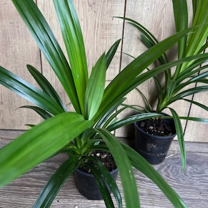 ONE Pandan Plant, Pandanus, Pandan in 4" Pot - Etsy