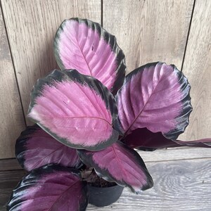 Calathea Pink Star in 6" Pot - Etsy