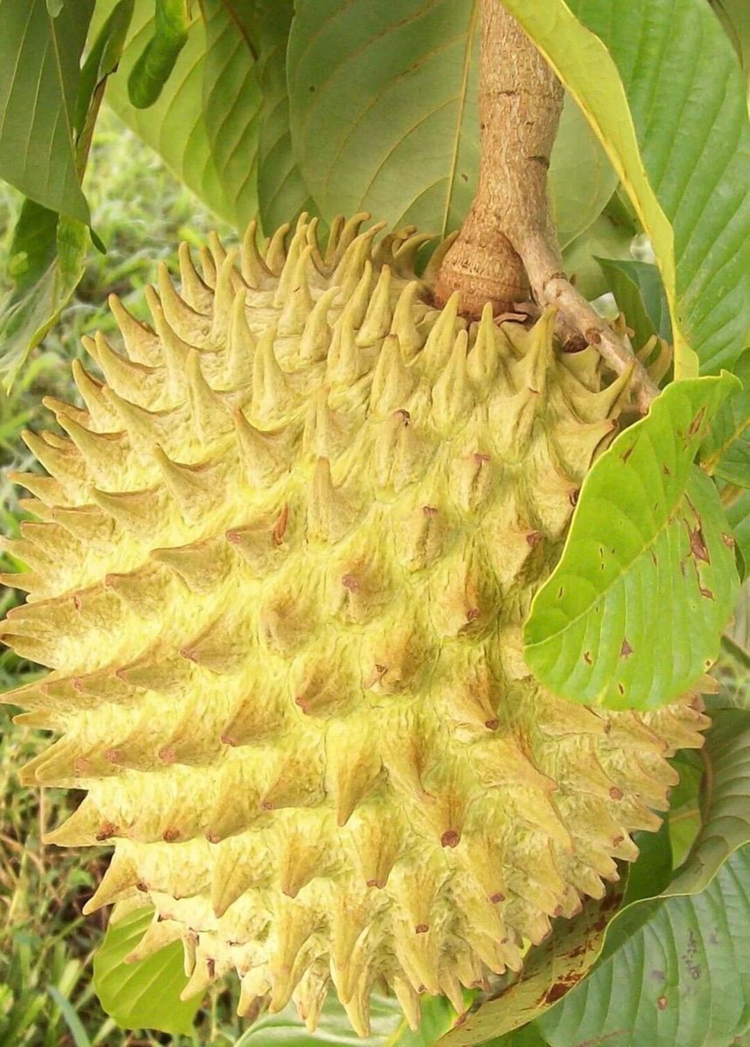 Rollinia Tree in 10" Pot, Exotic Fruit Tree - Etsy