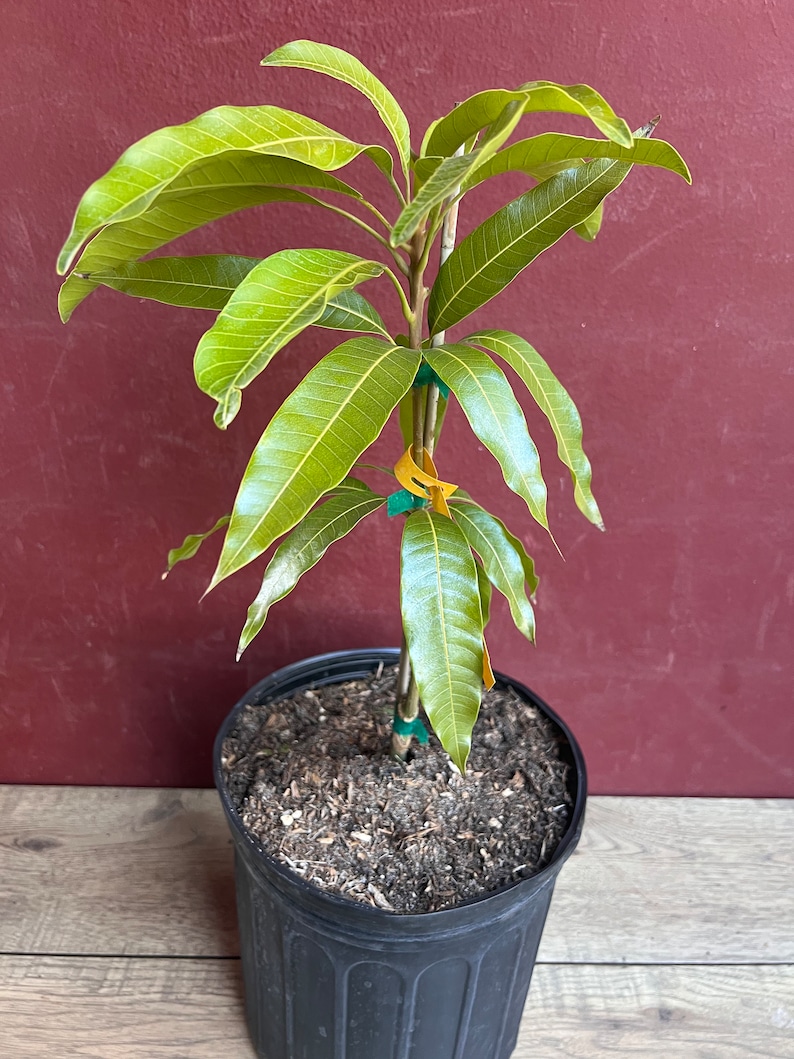 Fruit Punch Mango Tree, Grafted in 3 Gallons Pot, No Ship to HI - Etsy