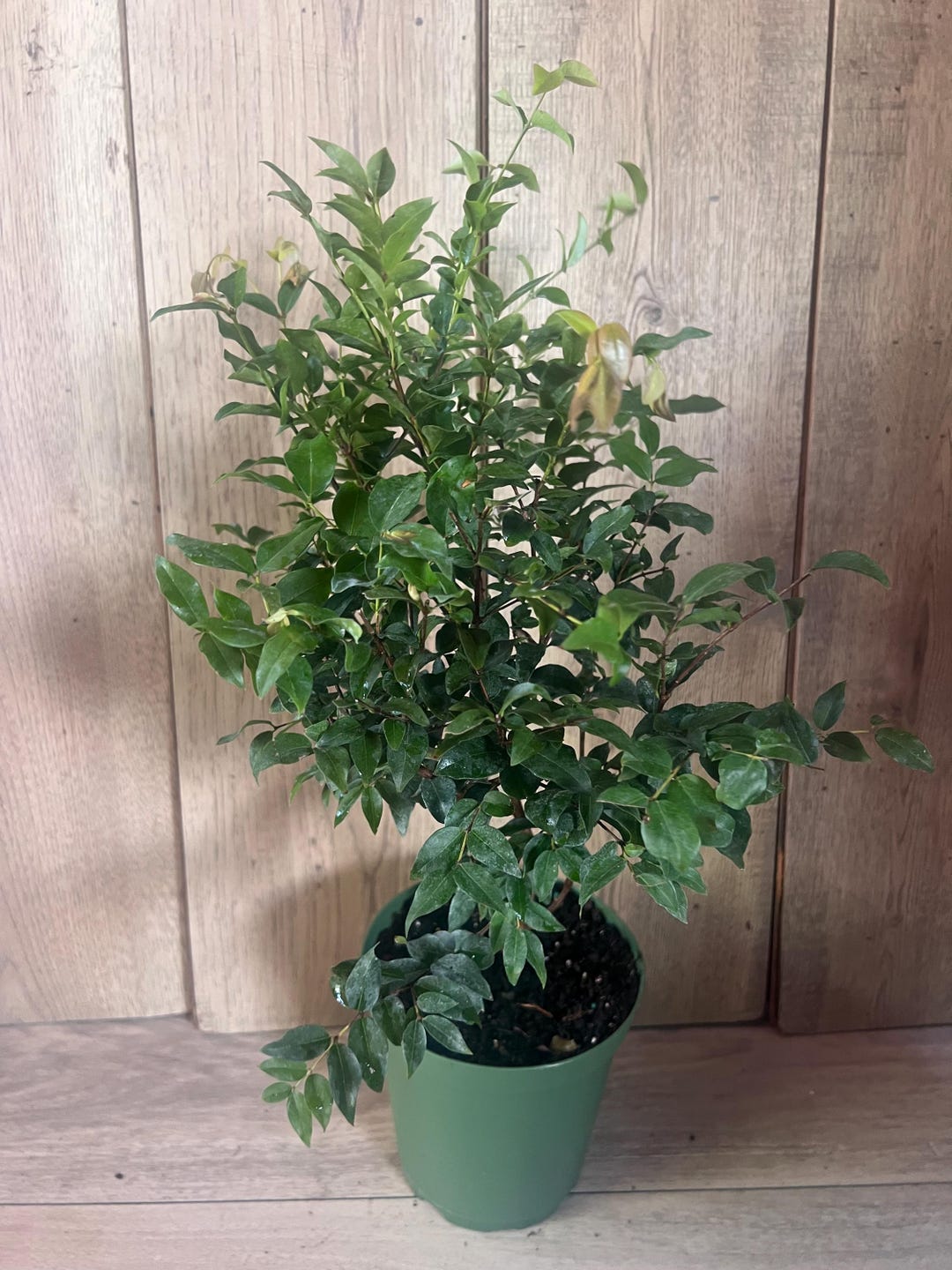 Myrciaria Cauliflora Precoce, Dwarf Red Jaboticaba Fruit Tree in 6" Pot ...