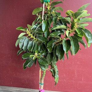 Donnie Avocado Tree , Grafted in 3 Gallons Pot, No Ship to CA and HI - Etsy