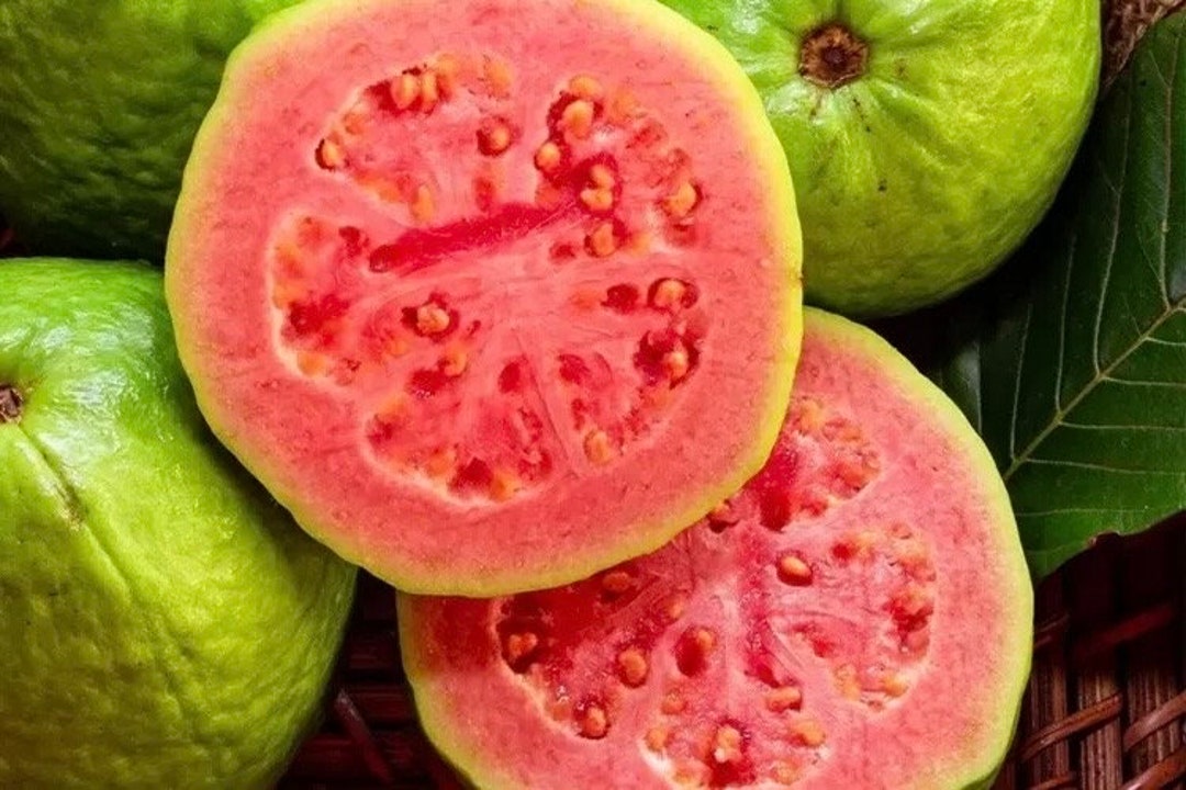 Ruby Supreme Guava Plant in 10" Pot, Jambu Batu, Psidium Guajava, Pink ...