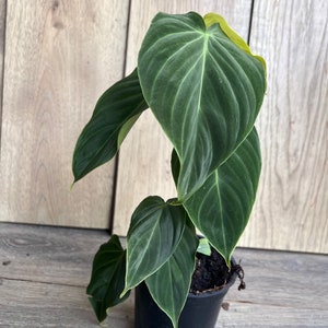 Philodendron Glorious | Philo Glorious in 4" Pot ( Philodendron ...