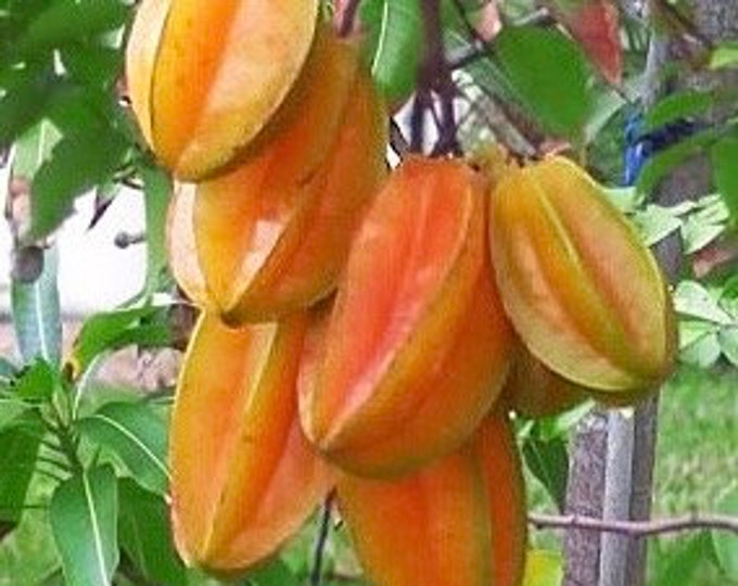 Sweet Star Fruit - Carambola - Grafted 3-4 Feet - Etsy