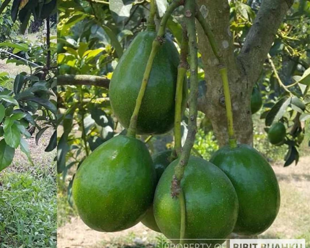 Donnie Avocado Tree , Grafted in 3 Gallons Pot, No Ship to CA and HI - Etsy