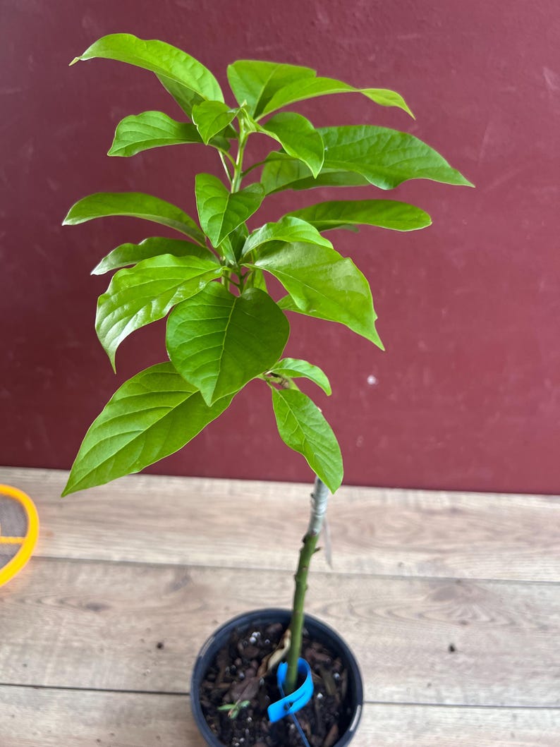 Donnie Avocado Tree , Grafted in 6" Pot - Etsy