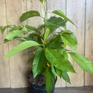 Yellow Champaca, Magnolia Champaca, in 4" Pot or 6" Pot, Joy Perfume ...