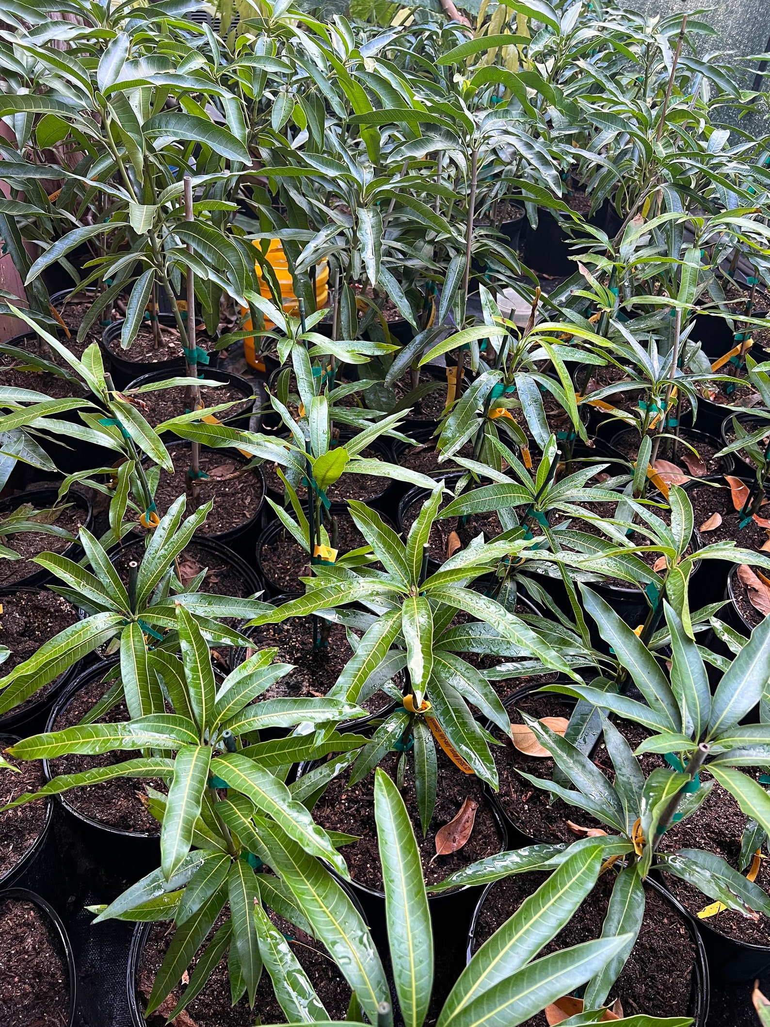 Sugar Loaf Mango Tree. Grafted in 3 Gallons Pot, No Ship to HI - Etsy
