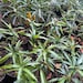 Sugar Loaf Mango Tree. Grafted in 3 Gallons Pot, No Ship to HI - Etsy