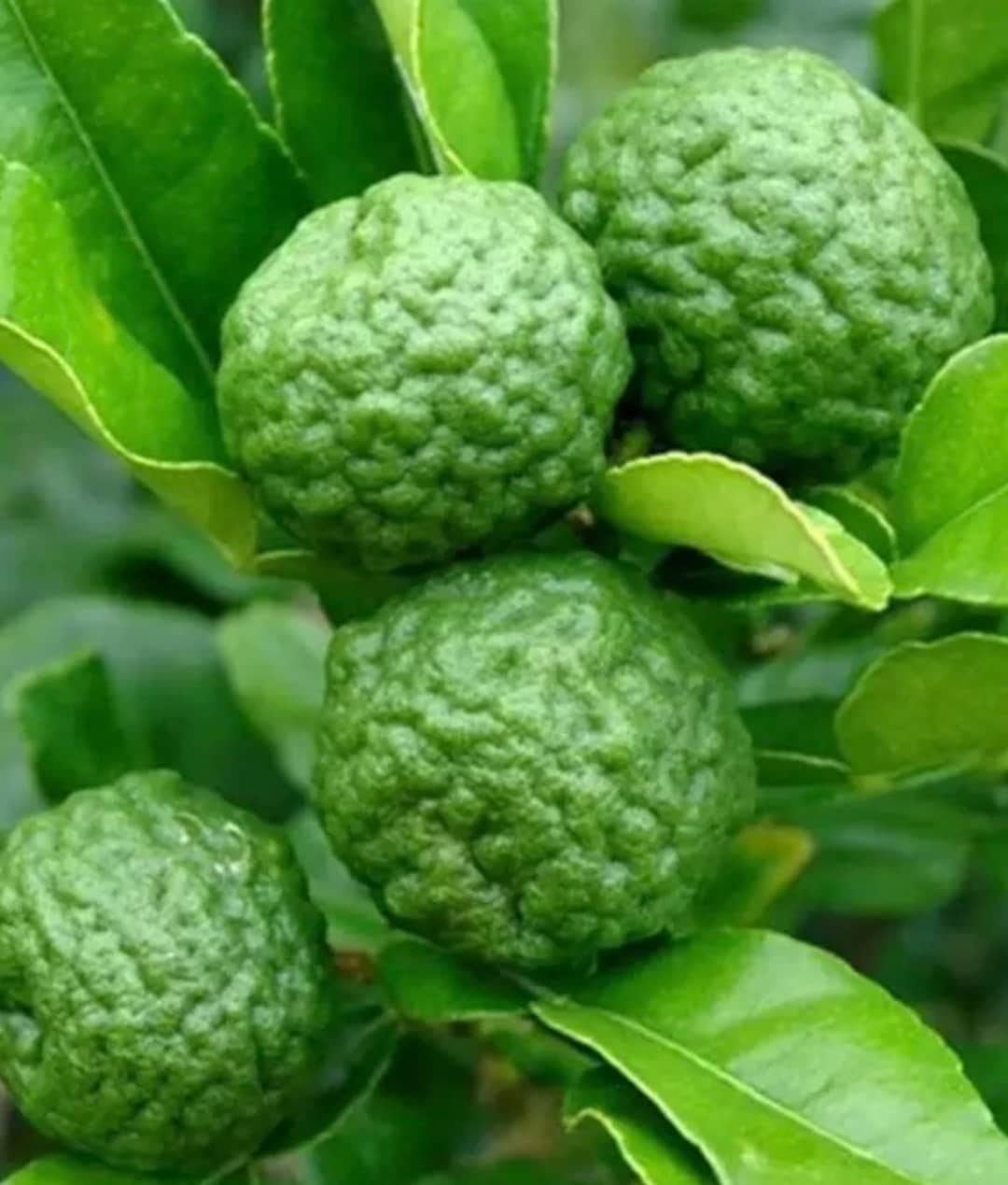 Kaffir Lime Tree - Citrus Hystrix Makrut in Half Gal Pot, Kieffer Lime ...