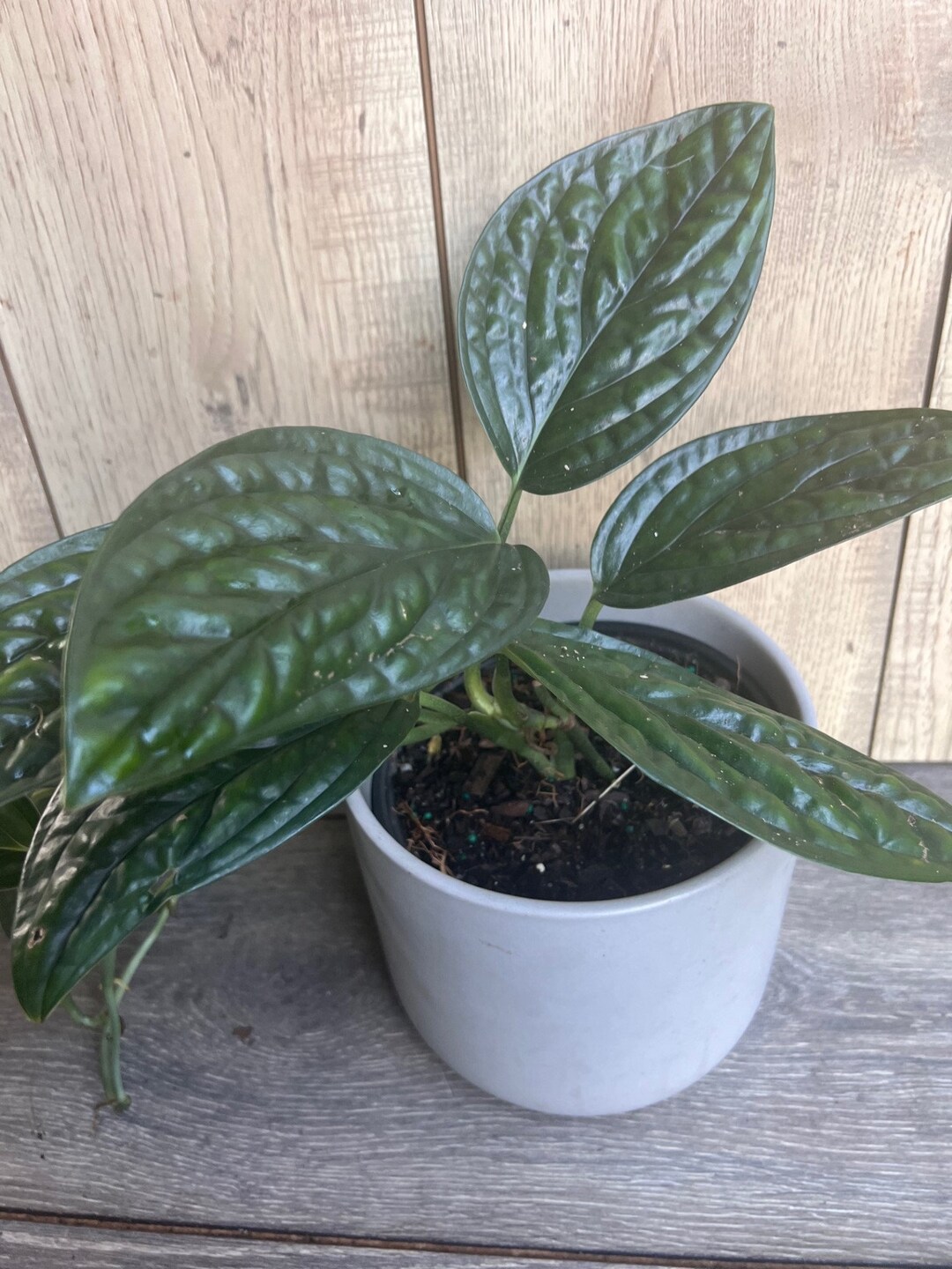Monstera Peru in 6" Pot, House Plant - Etsy