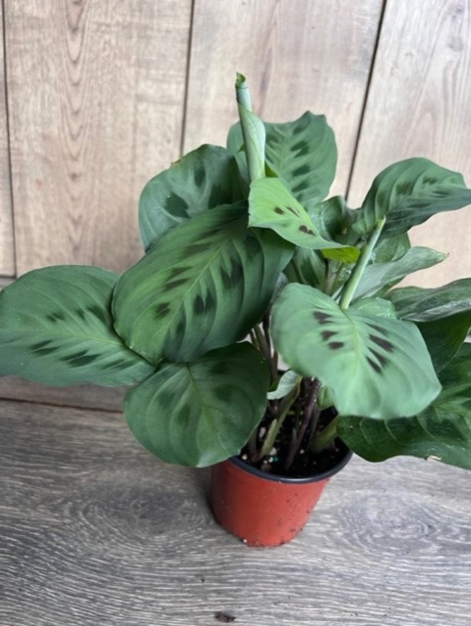 Red Maranta or Green Maranta in 4" Pot - Etsy