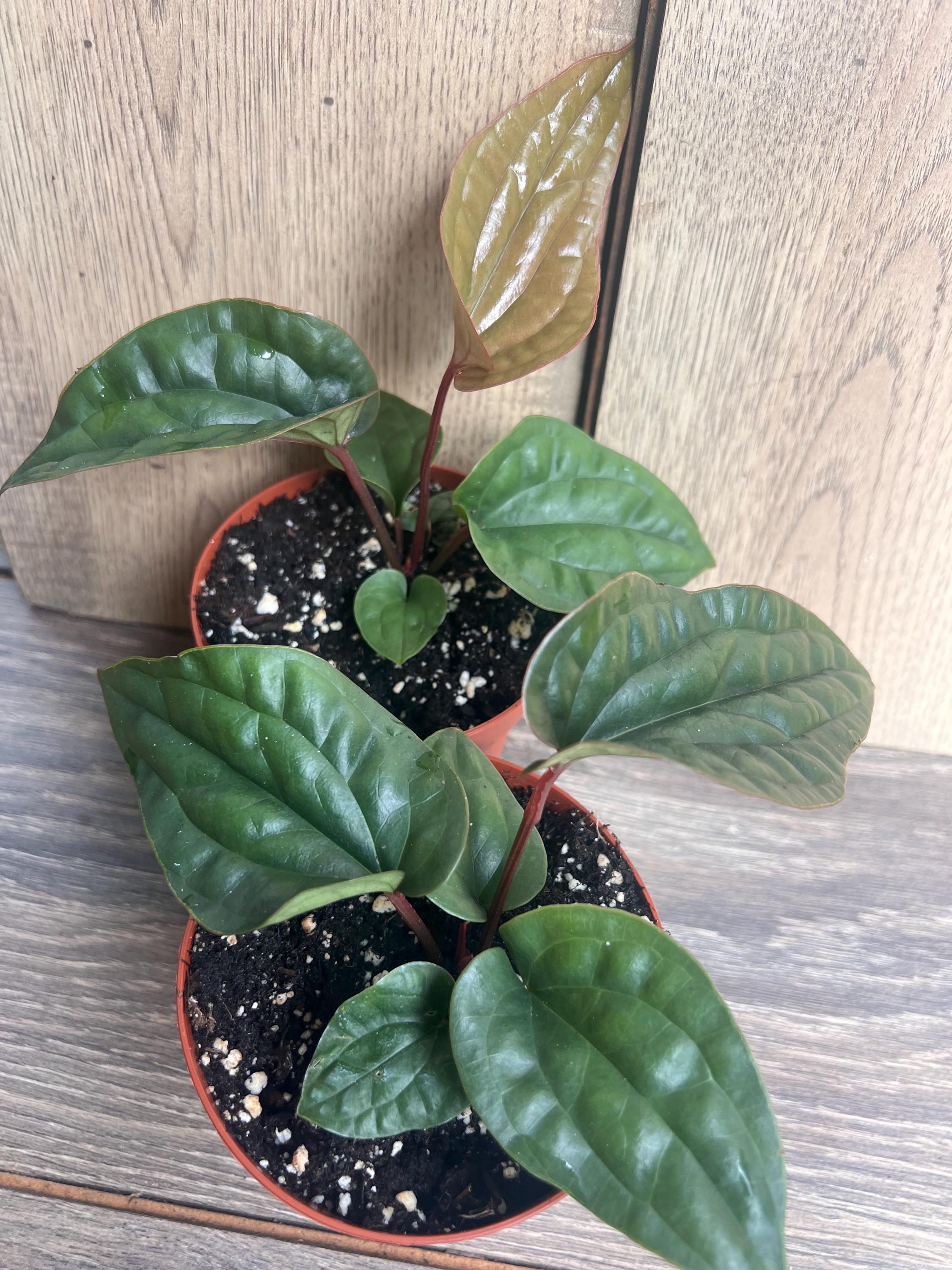 Anthurium Radican X Luxurian in 4" Pot, Live Plant - Etsy