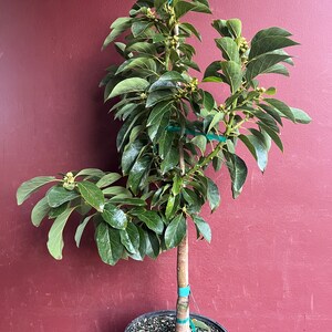 Russell Avocado Tree , Grafted in 3 Gallons Pot, No Ship to HI - Etsy