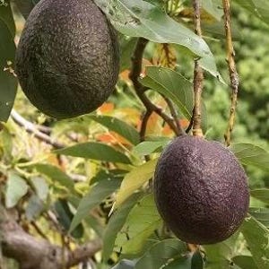 Maria Black Avocado Tree , Grafted in 3 Gallons Pot, No Ship to CA and ...
