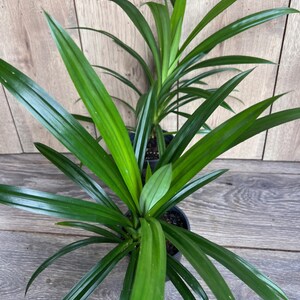 ONE Pandan Plant, Pandanus, Pandan in 4" Pot - Etsy