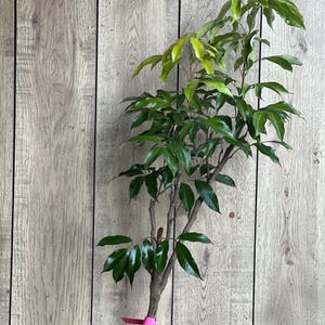 Mauritius Lychee , Litchi Chinensis in 6" or 10" Pot, 2 to 4 Feet Tall ...