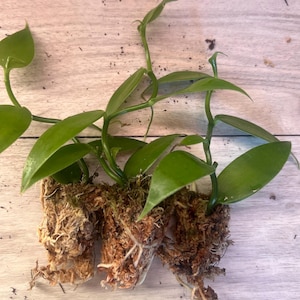 Vanilla Planifolia, Well Rooted, Vanilla Bean Orchid, - Etsy