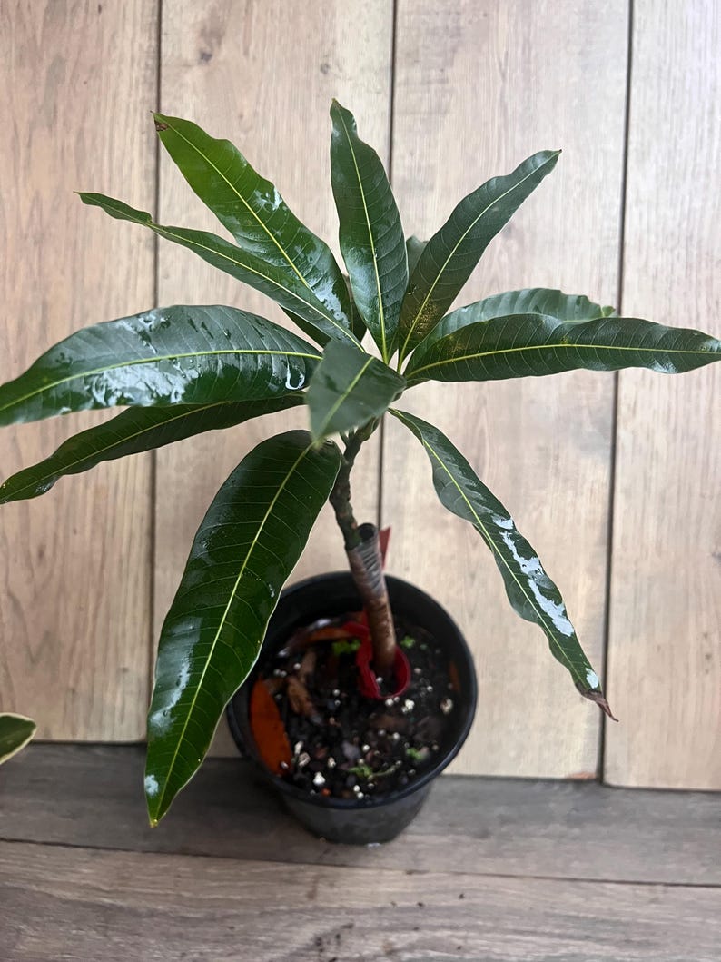 Grafted, Valencia Pride Tree. Grafted in 1/2 Gallon Pot - Etsy