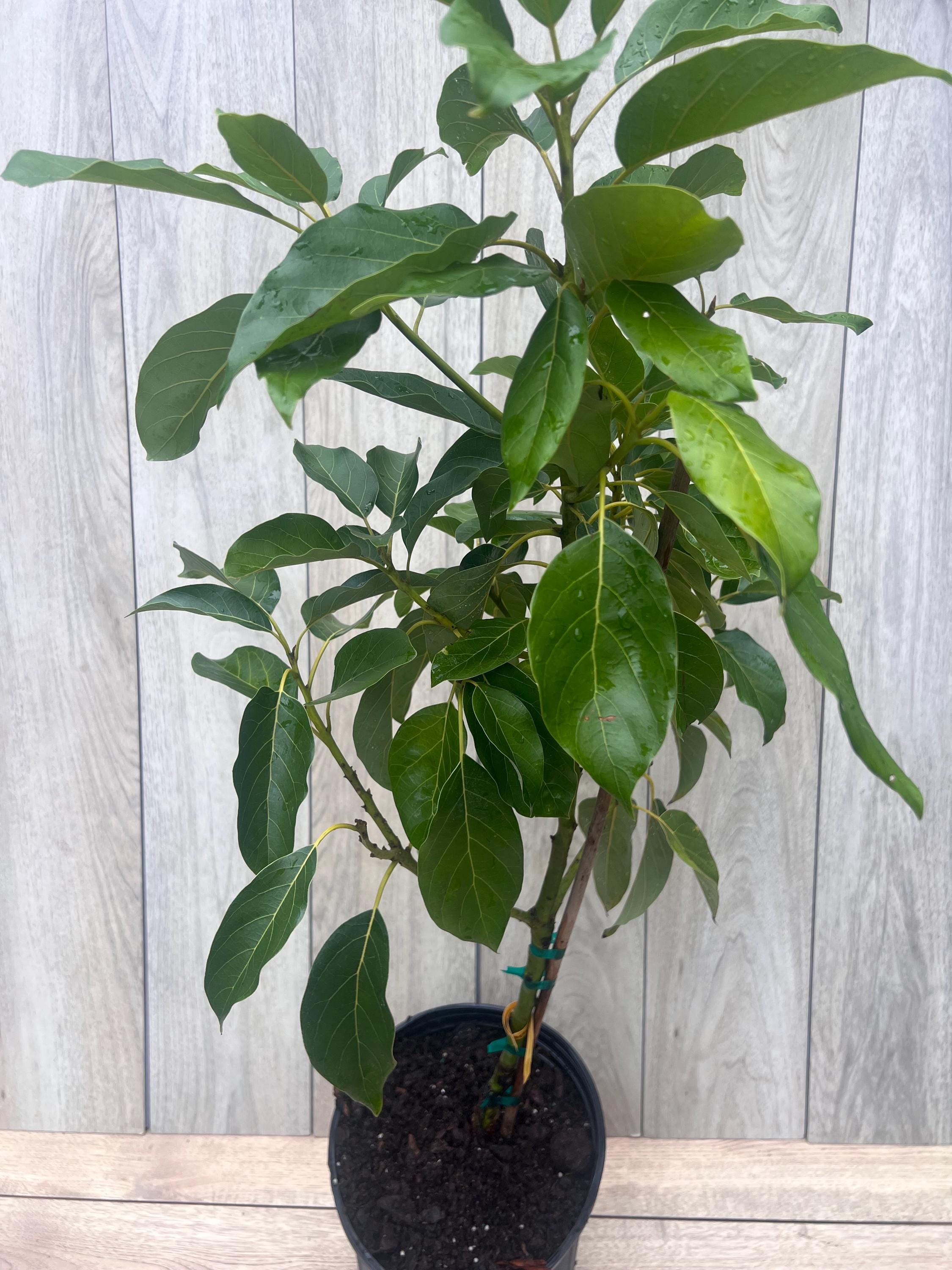 Monroe Avocado Tree, Cold Hardy, Grafted in 3 Gallons Pot - Etsy