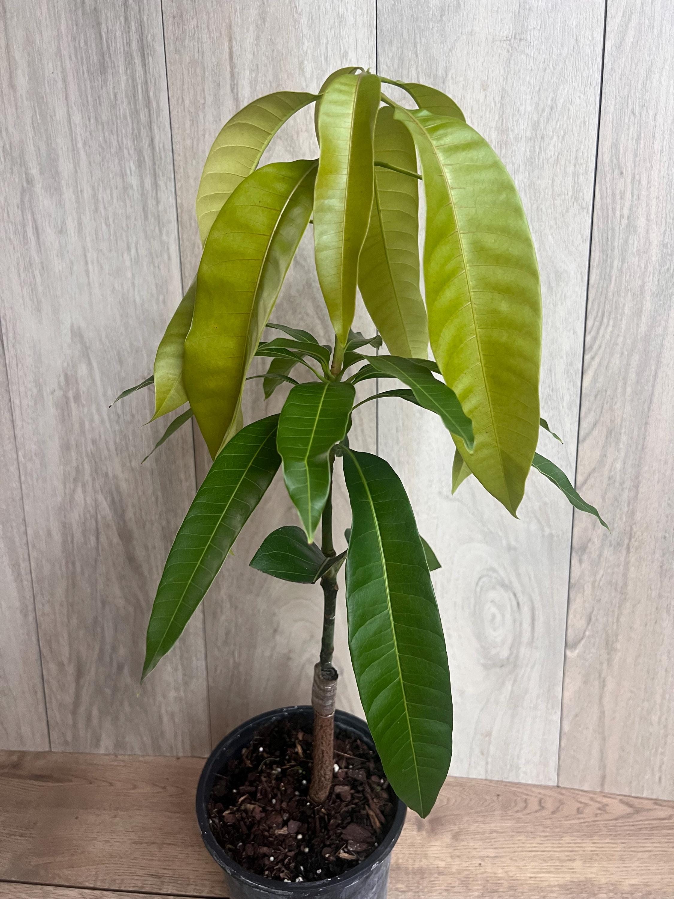 Grafted Keitt Mango Tree, Dwarf Variety (1/2 Gallon Pot) - Etsy