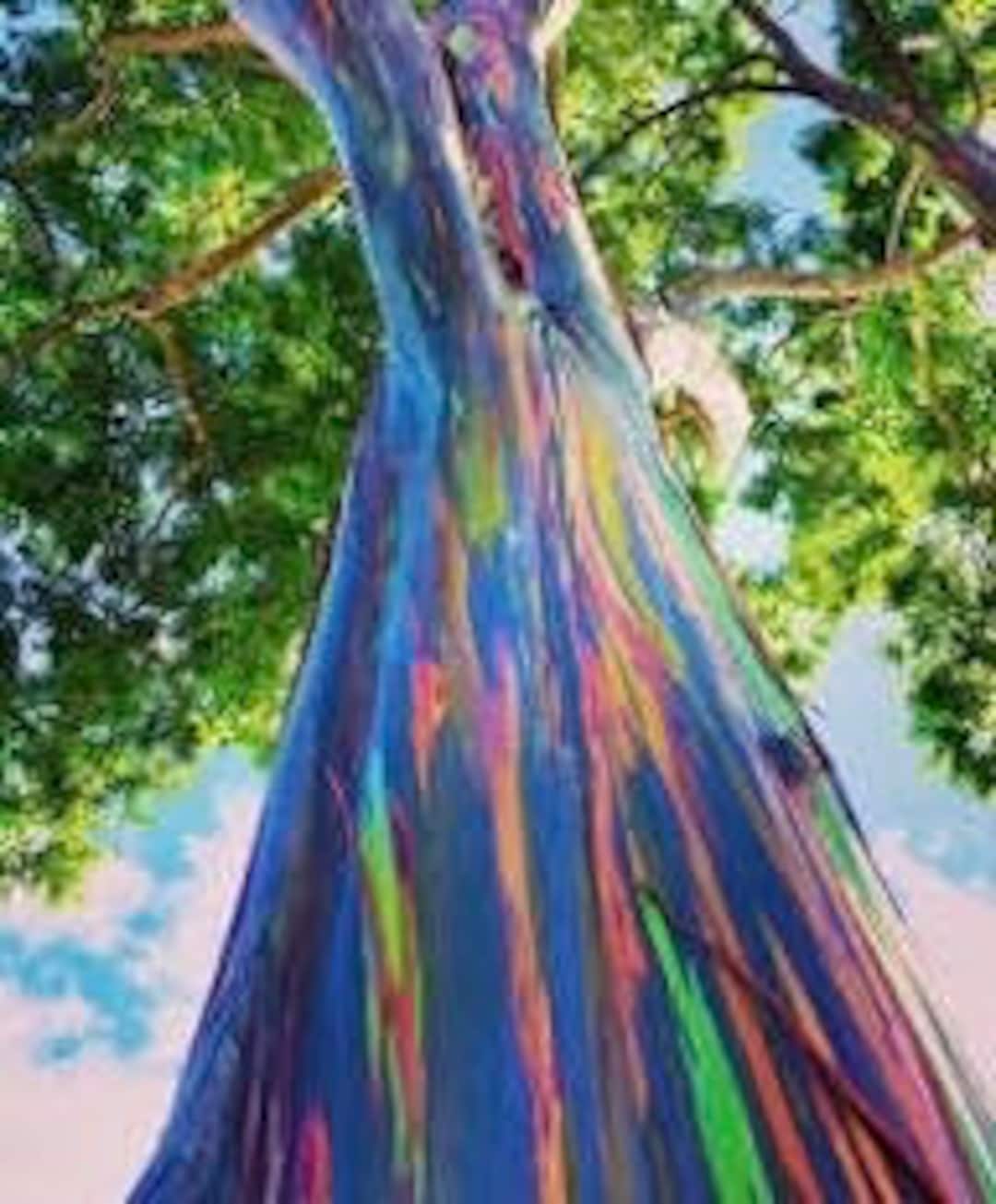 Rainbow Eucalyptus, Deglupta, in 4" Pot No Ship HI - Etsy