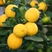 Citrus Fruit Stencil - Etsy